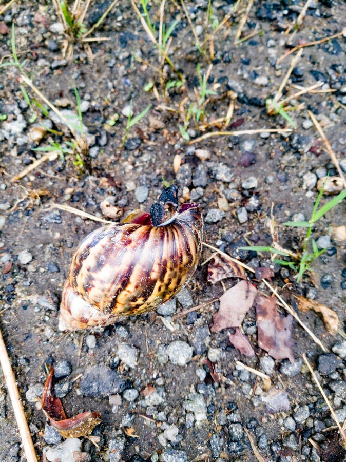 African Snail and Its Empty Shell Laying on the Ground. Stock Photo ...