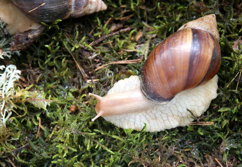 An African Snail Kept at Home Stock Image - Image of garden, calorie ...