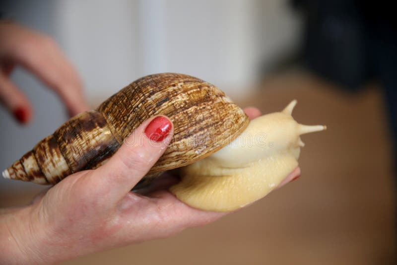 An African Snail Kept at Home Stock Photo - Image of green, nutrition ...