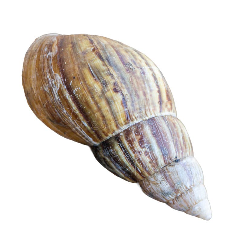 Snail Sea Shell Isolated on White Background Stock Vector ...