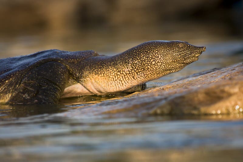 African soft shell turtle stock photo. Image of shell - 10232074