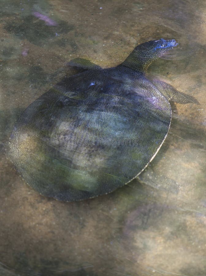 African softshell turtle stock image. Image of nile, detail - 25920393