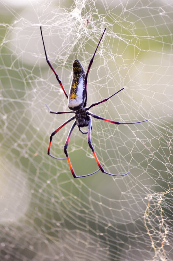 African spider the size stock image. Image of black, spider - 84427885