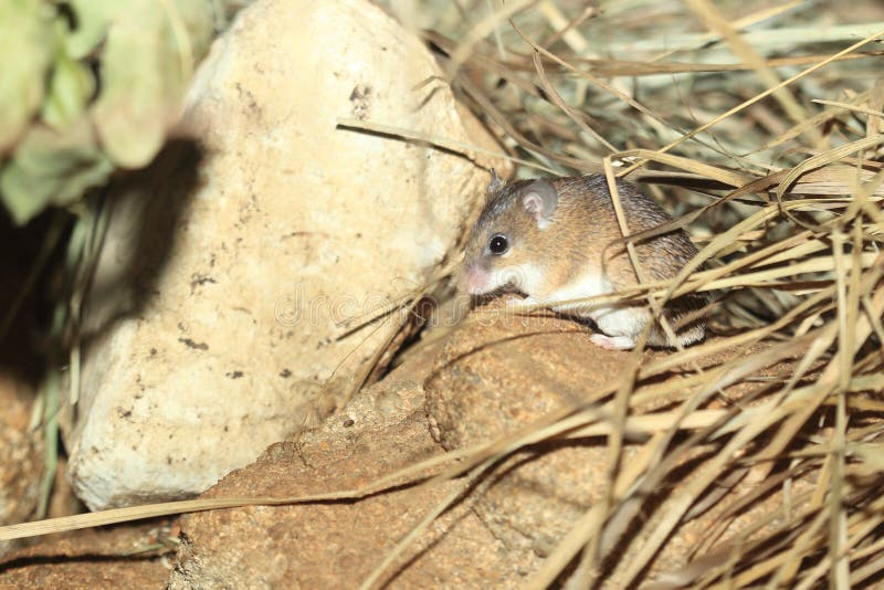 African Mouse Bird stock photo. Image of bird, wildlife - 1608350