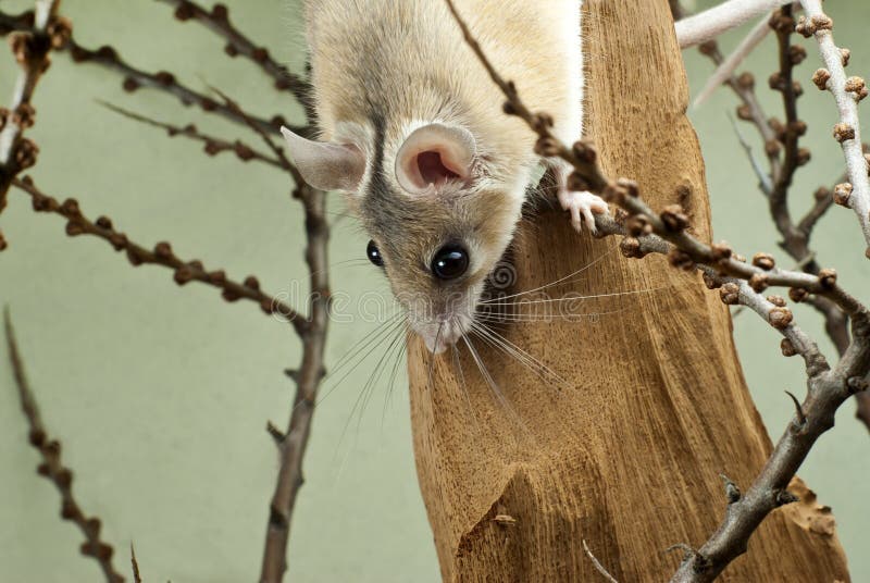African Spiny Mouse Peeks Out from Behind the Top of the Frame Stock ...
