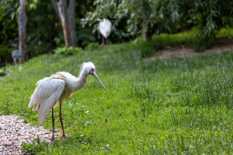 African Spoonbill Bird Standing on the Grass Stock Image - Image of ...