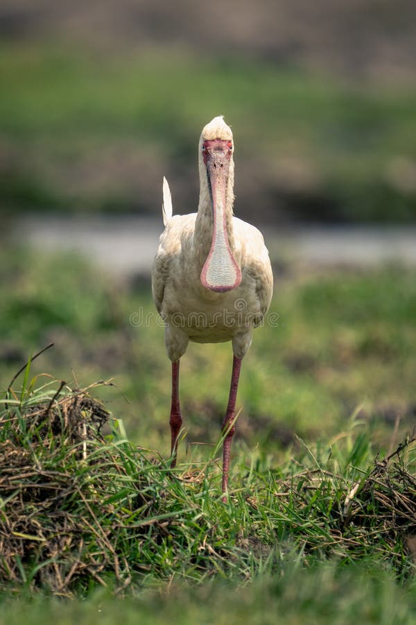 African Spoonbill Stands Facing Camera in Grass Stock Photo - Image of ...