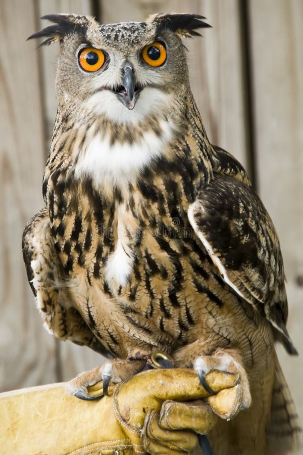 African Spotted Eagle Owl. stock image. Image of animal - 5789761