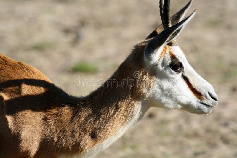 African Springbok Picture. Image: 1345435