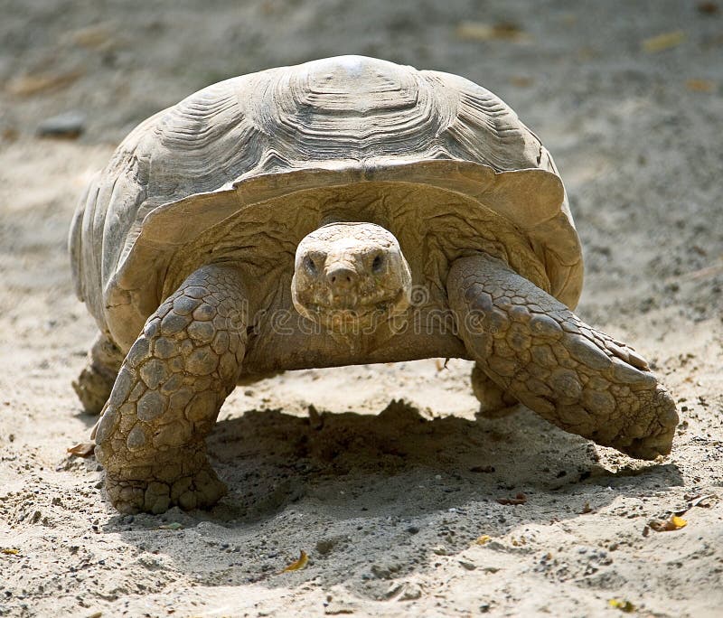 African Spurred Tortoise Closeup. Stock Image - Image of tortoise ...