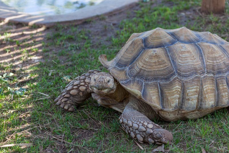 African Spurred Tortoise stock image. Image of eyes - 140831541