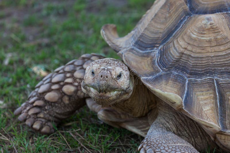 African Spurred Tortoise stock photo. Image of details - 140831550