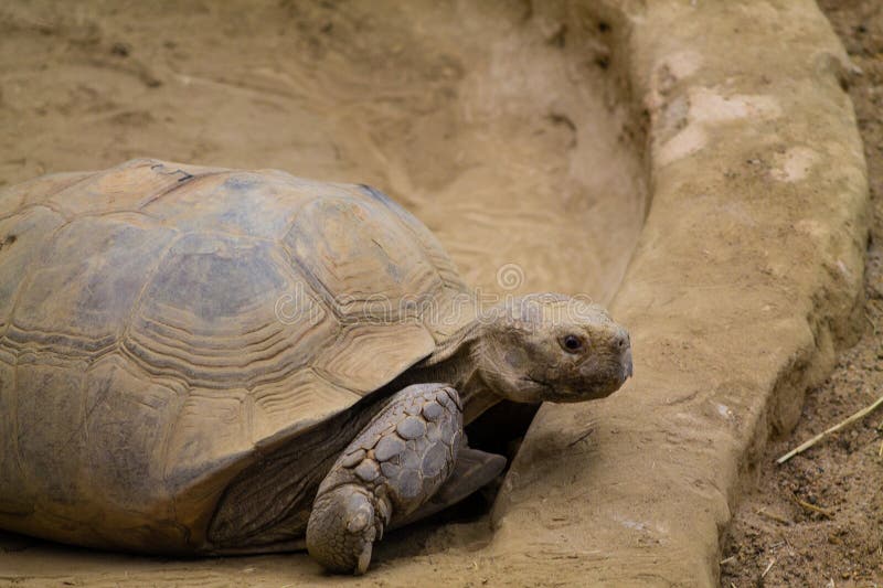 African Spurred Tortoise (Geochelone Sulcata Stock Photo - Image of ...