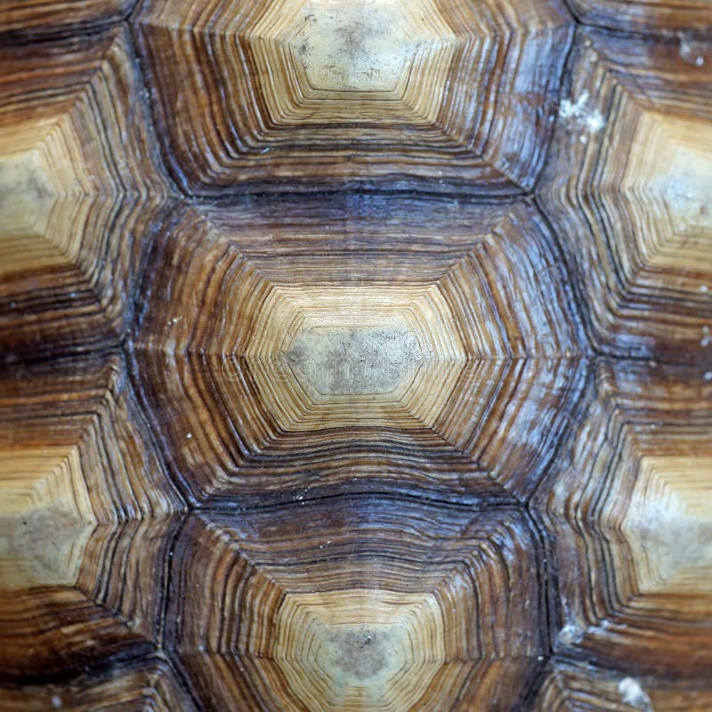 African Spurred Tortoise or Geochelone Sulcata Shell Stock Image ...