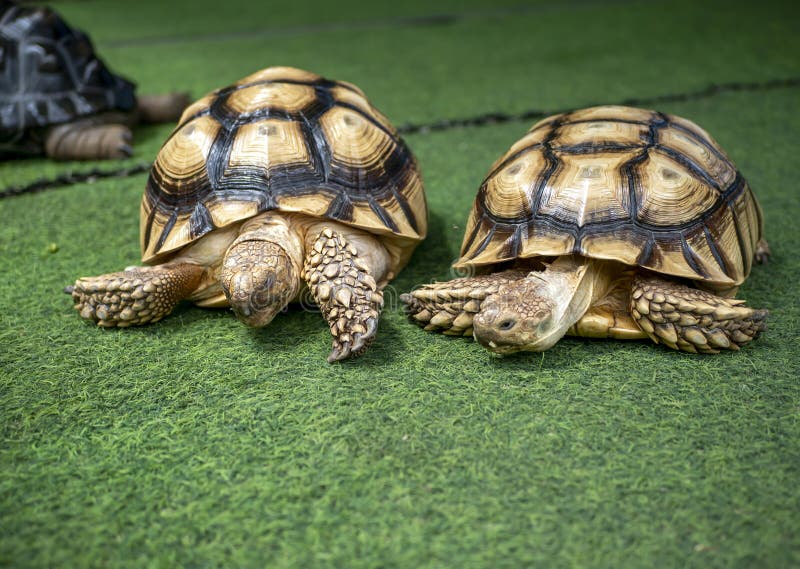 African Spurred Tortoise, Hermann Tortoise Feeding, on the Green Grass ...