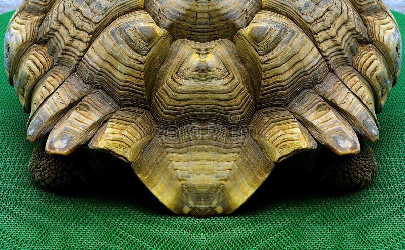The African Spurred Tortoise Stock Photo - Image of strong, endangered ...