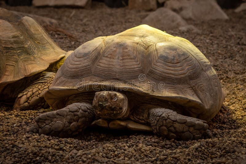 African Spurred Tortoise, Sleeping on the Sand. Stock Image - Image of ...