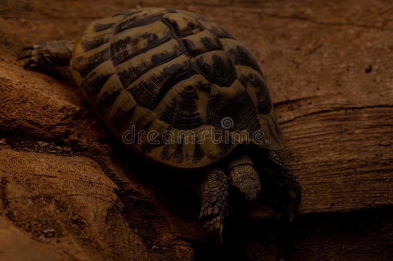 African Spurred Tortoise, Sleeping on the Sand with Eyes Closed Stock ...