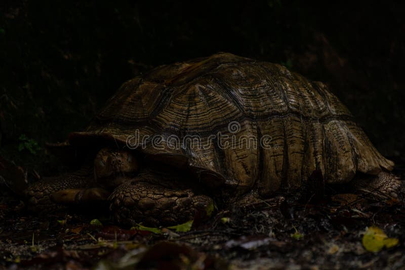 African Spurred Tortoise Sleeping on the Sand with Eyes Closed Stock ...