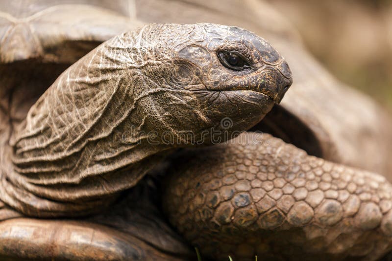 African turtle skin stock image. Image of wildlife, textured - 25706495