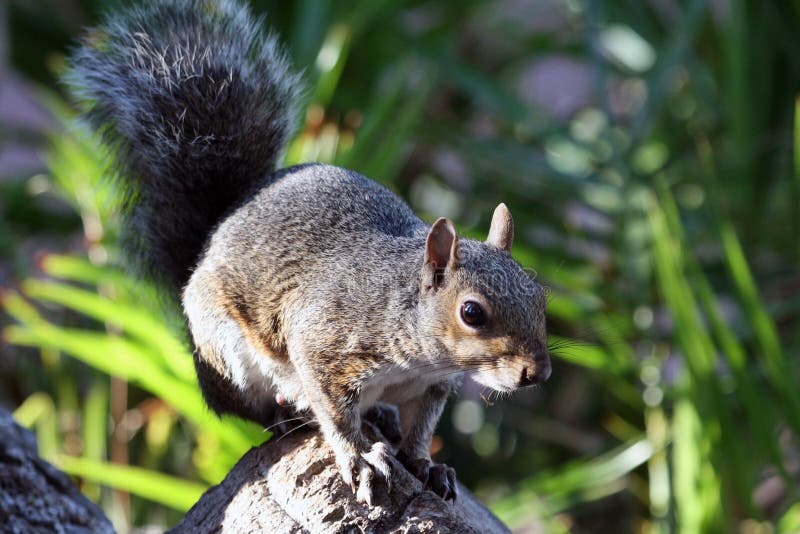 African Squirrel stock photo. Image of squirrel, digging - 62120982