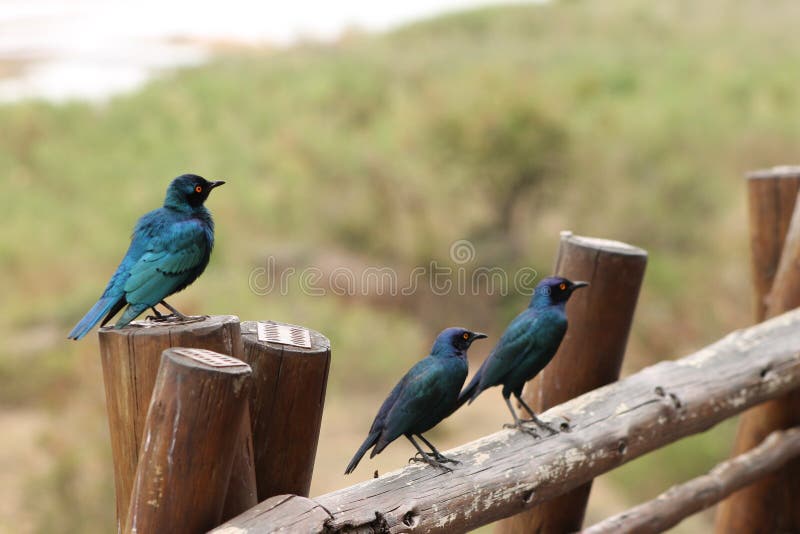 African starling birds stock image. Image of bold, flying - 89935491