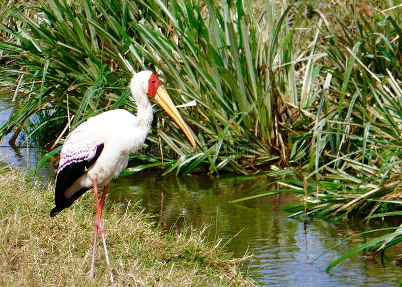 African stork stock photo. Image of savanna, grass, ngorongoro - 92669622