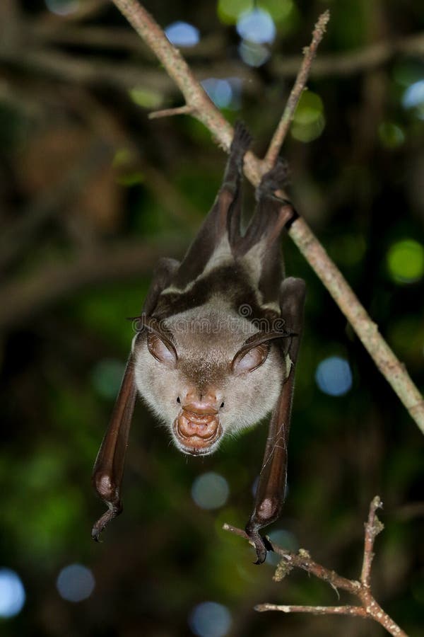 African Striped Leaf-nosed Bat, Macronycteris Vittatus Stock Photo ...