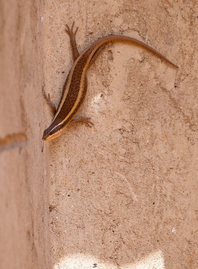 An African Striped Skink on a Wall Stock Image - Image of color, animal ...