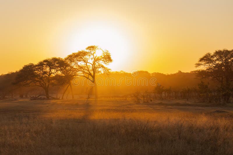 A Beautiful African Tree Sunset Stock Photo - Image of kenya, light ...