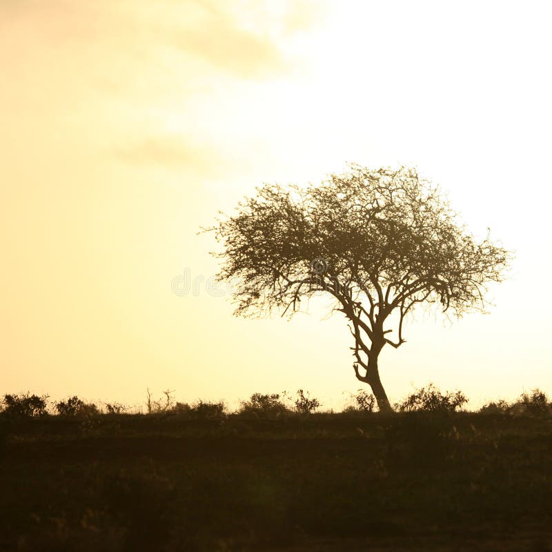 African sunrise stock image. Image of acacia, national - 2585455