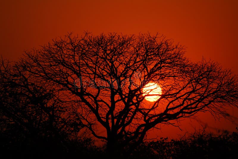 African sunset 2 stock photo. Image of orange, bright - 7169542