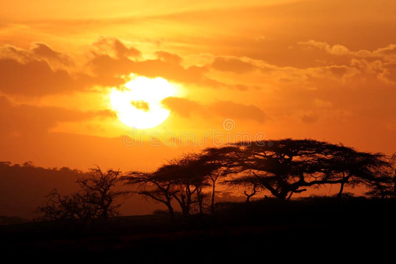 African sunset stock photo. Image of acacia, bush, safari - 21069262