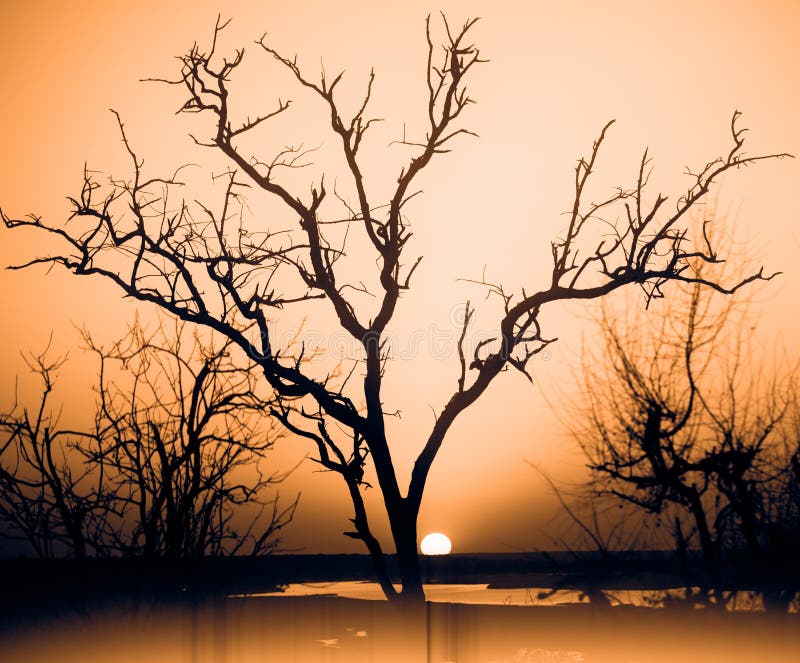 African sunset in delta stock photo. Image of standing - 47616744