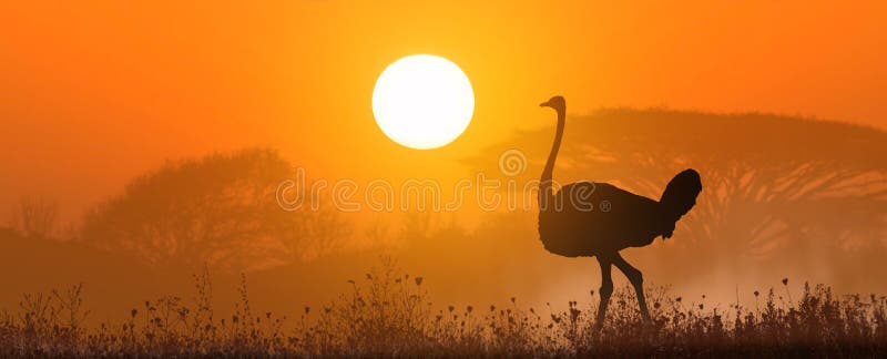 African Sunset with Ostrich Stock Image - Image of nature, nafrican ...