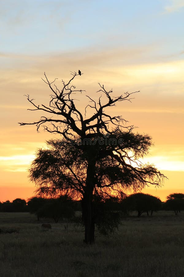 African Sunset - Raptor Rest Picture. Image: 27212955