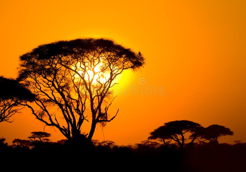 African sunset in savannah stock photo. Image of light - 6688116