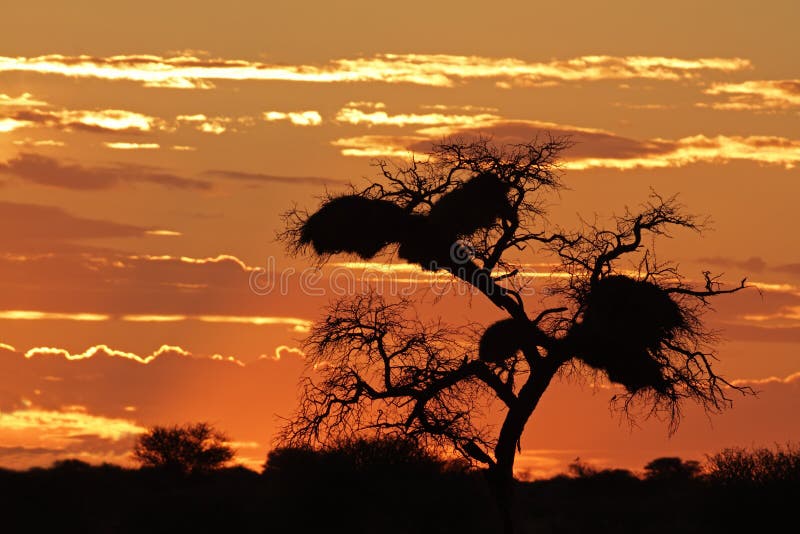 African Sunset with Silhouetted Tree Stock Image - Image of warm ...
