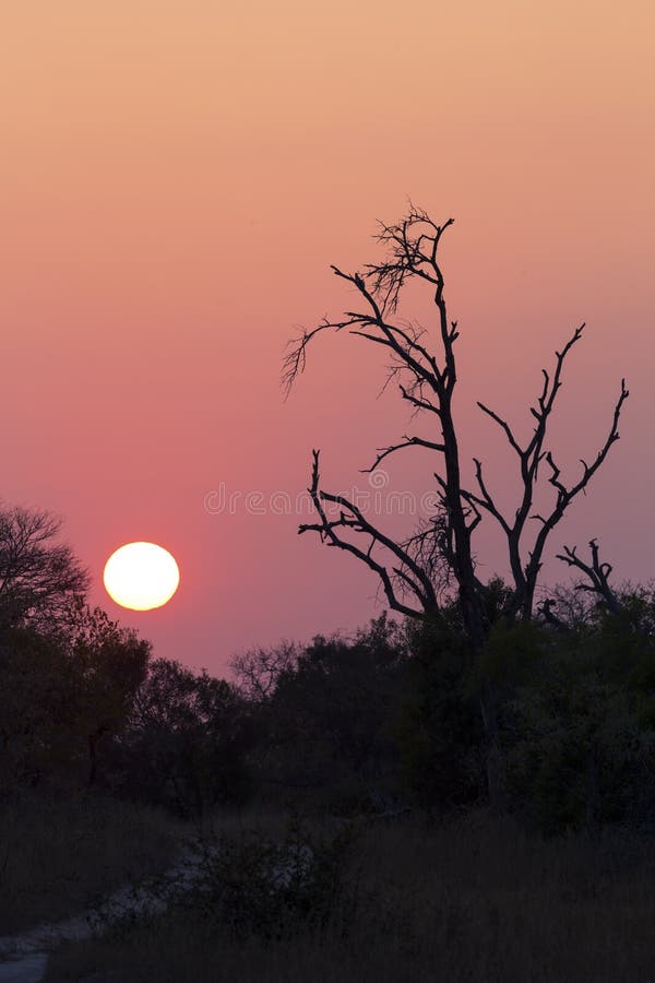 African Sunset with a Tree Silhouette and Large Orange Sun Stock Photo ...