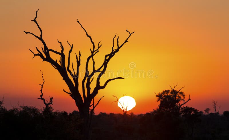 African Sunset with a Tree Silhouette and Large Orange Sun Stock Photo ...