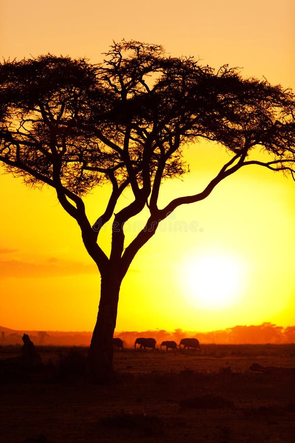 African sunset stock image. Image of twilight, sunset - 48818799