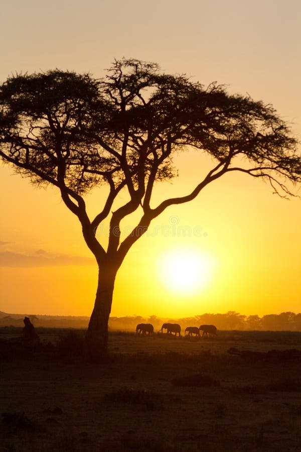 African sunset stock image. Image of safari, wildlife - 76472167