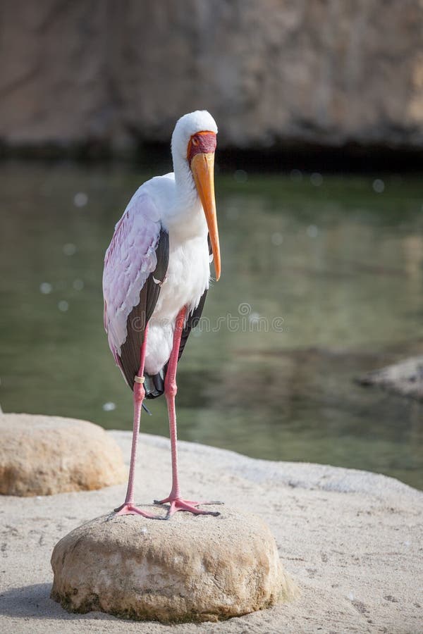 African Tantalo Stock Photos - Free & Royalty-Free Stock Photos from ...