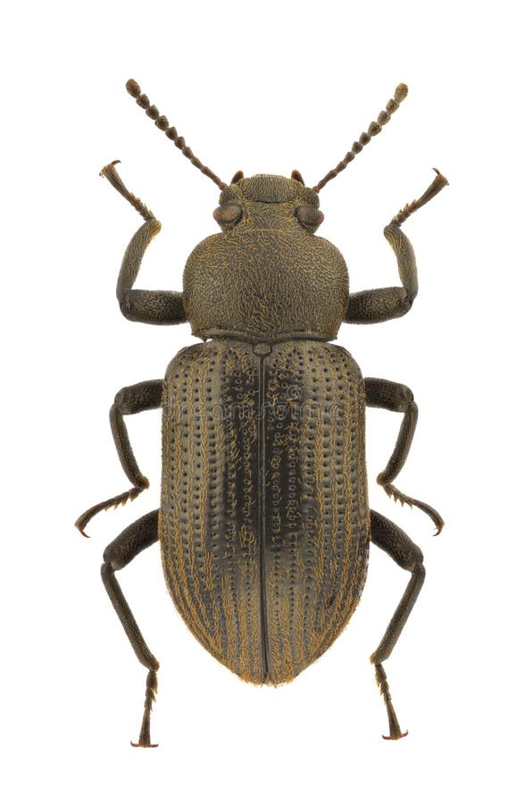 African Tenebrionidae Stock Photos - Free & Royalty-Free Stock Photos ...