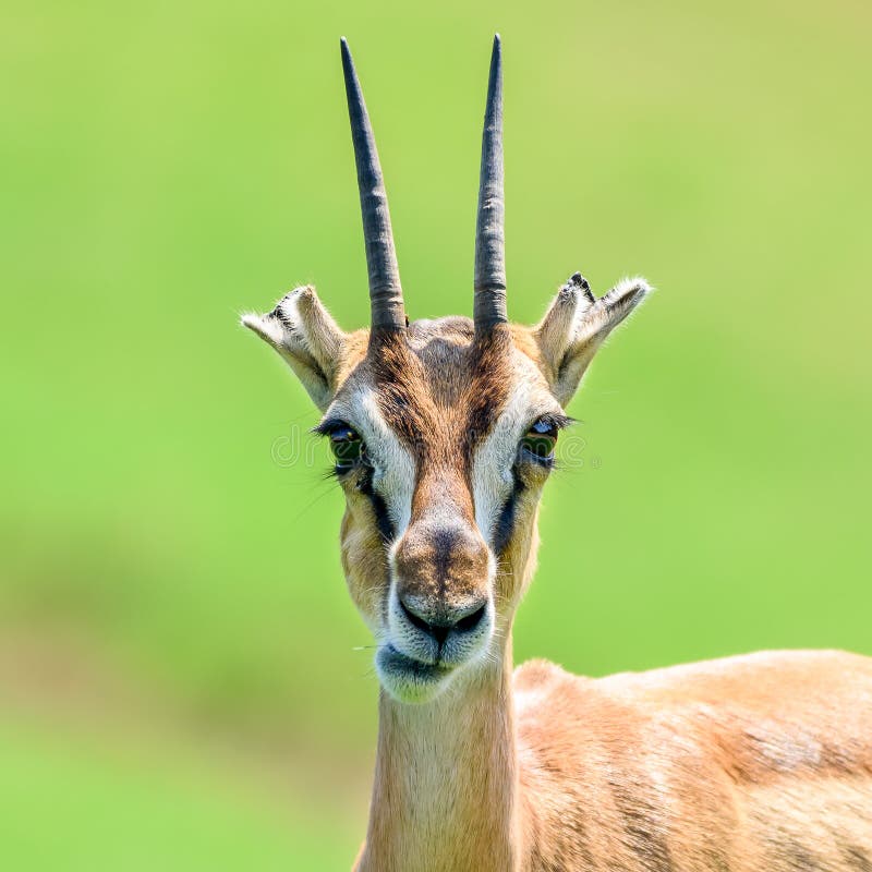 African Thomson`s Gazelle stock image. Image of mammal - 80483219