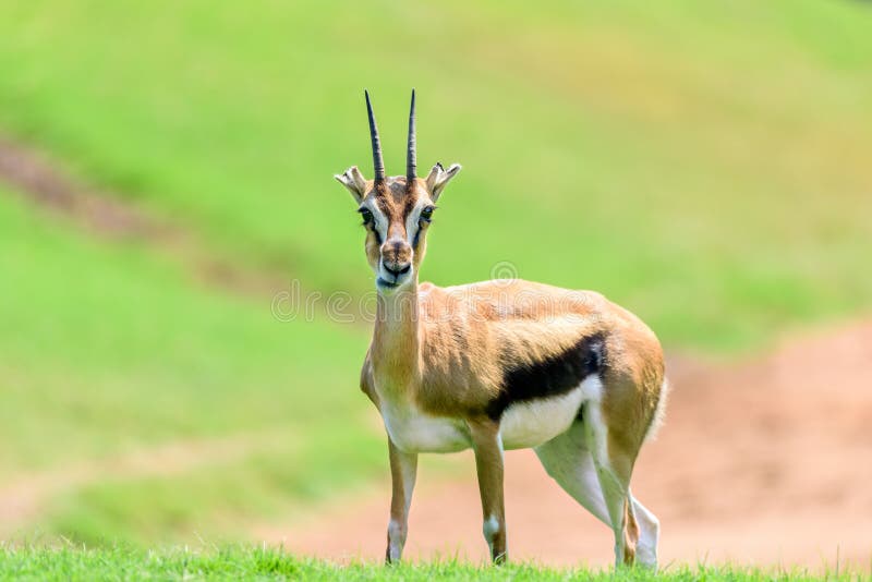 Wild Gazelle stock image. Image of background, gazelle - 105988031