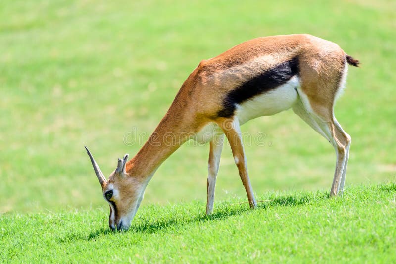 Wild Gazelle stock image. Image of africa, animals, horned - 105987677