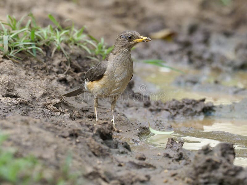 African Thrush, Turdus Pelios Stock Photo - Image of africa, thrush ...