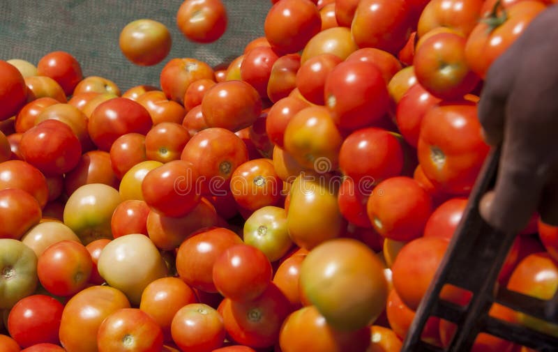227 African Tomato Farmer Stock Photos - Free & Royalty-Free Stock ...