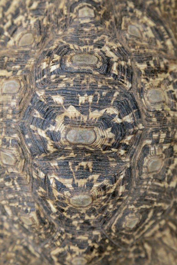 African tortoise stock image. Image of carapace, herbivorous - 202967043